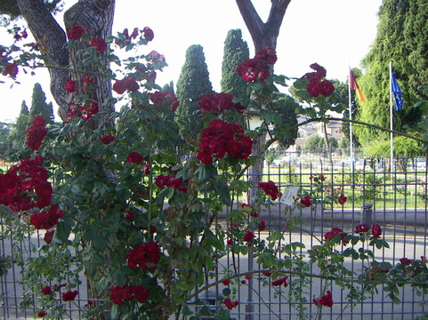 Rome’s Rose Garden | Minerva Tours Rome
